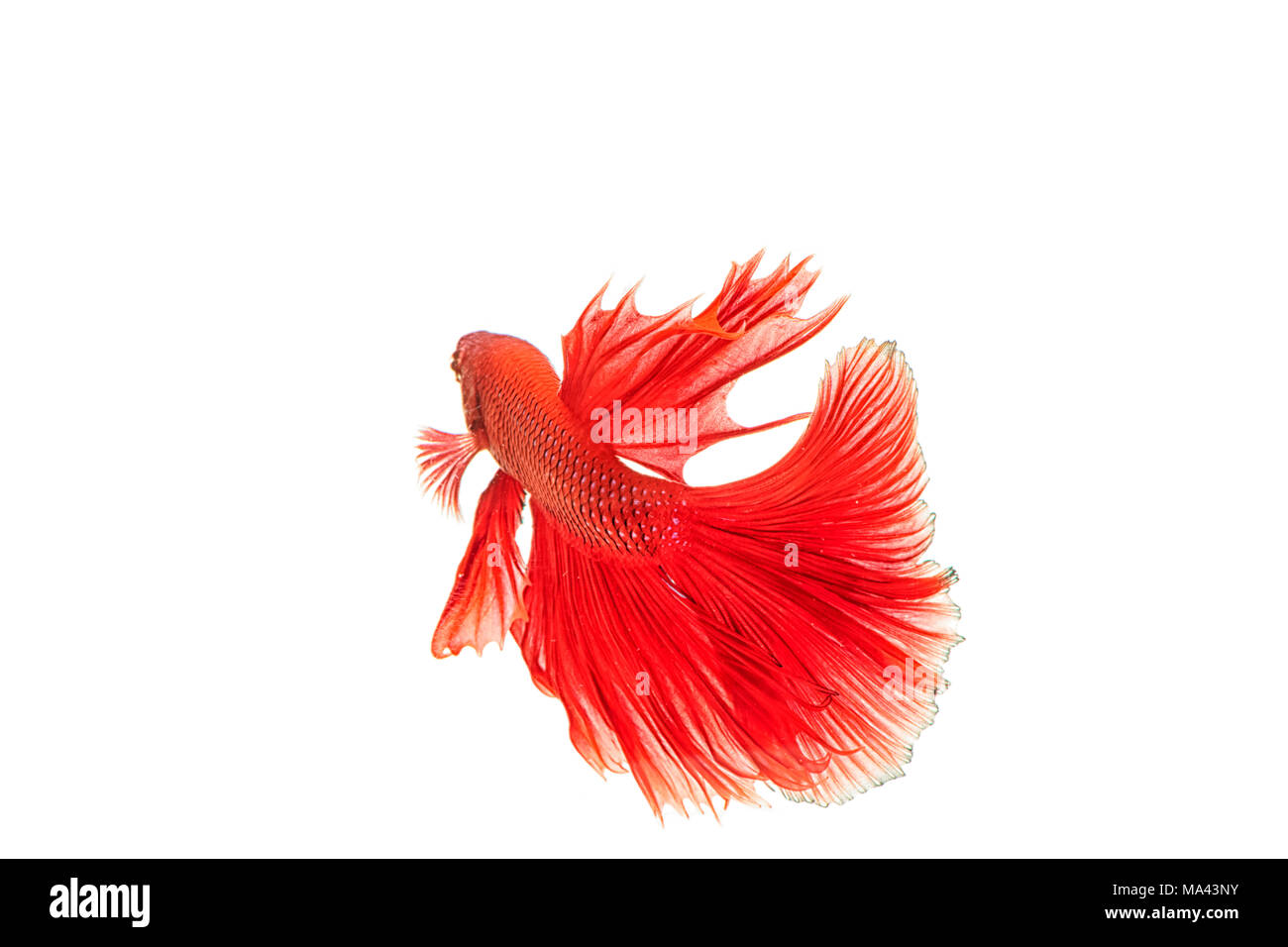 Half Moon Fighter Fish Wallpaper