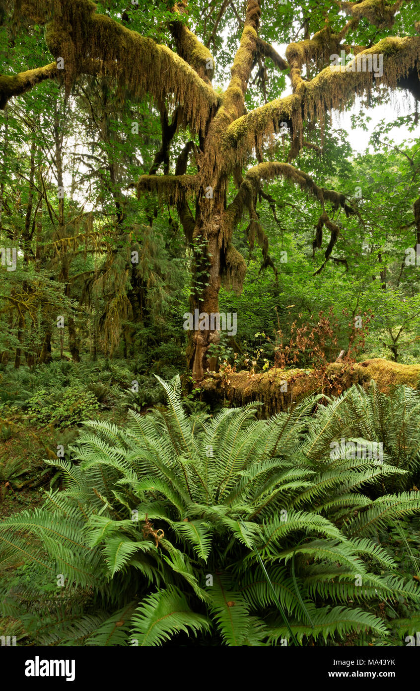 Understory ferns hi-res stock photography and images - Alamy