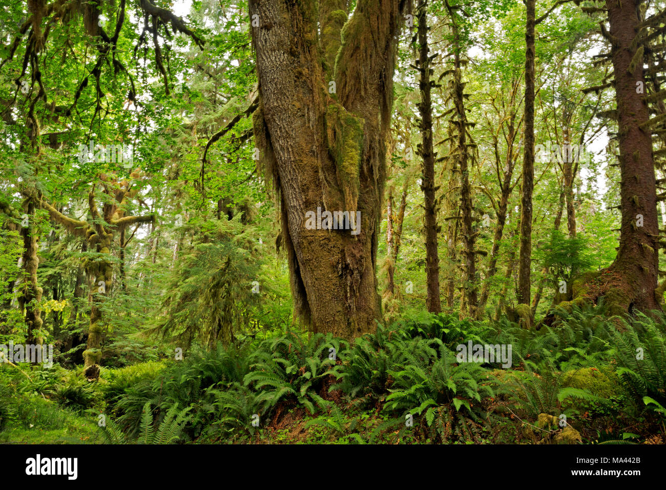 WA13969-00...WASHINGTON - Ferns on the forest floor in the Queets Rain ...