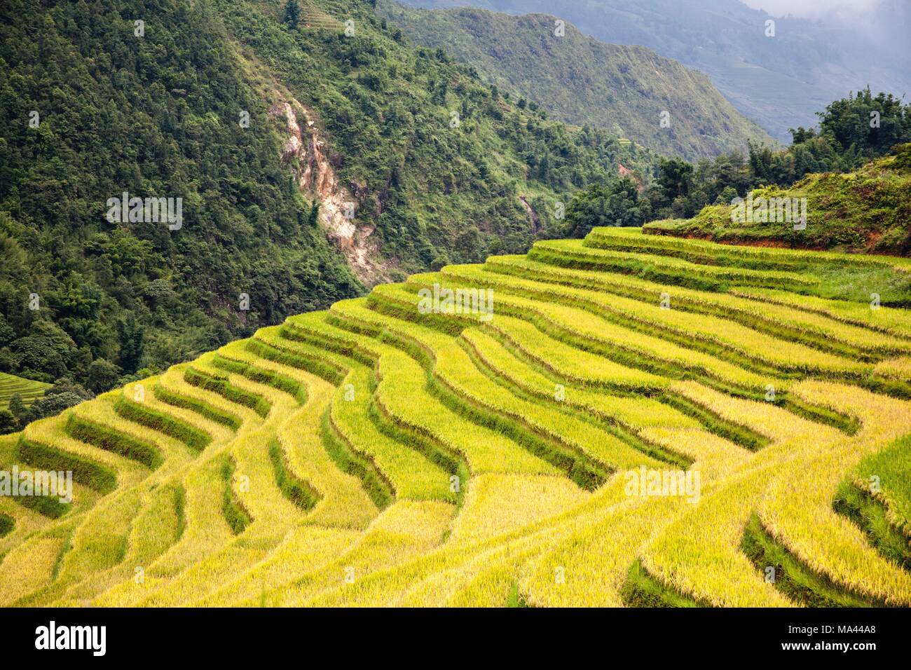 Rice terraces near Sapa, Vietnam Stock Photo - Alamy