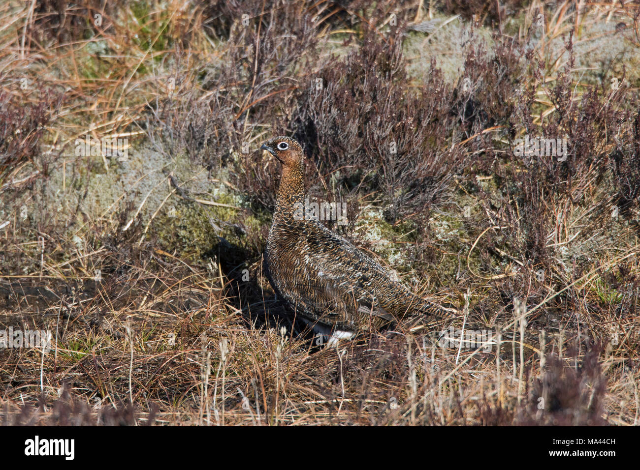 Scottish grouse hi-res stock photography and images - Alamy