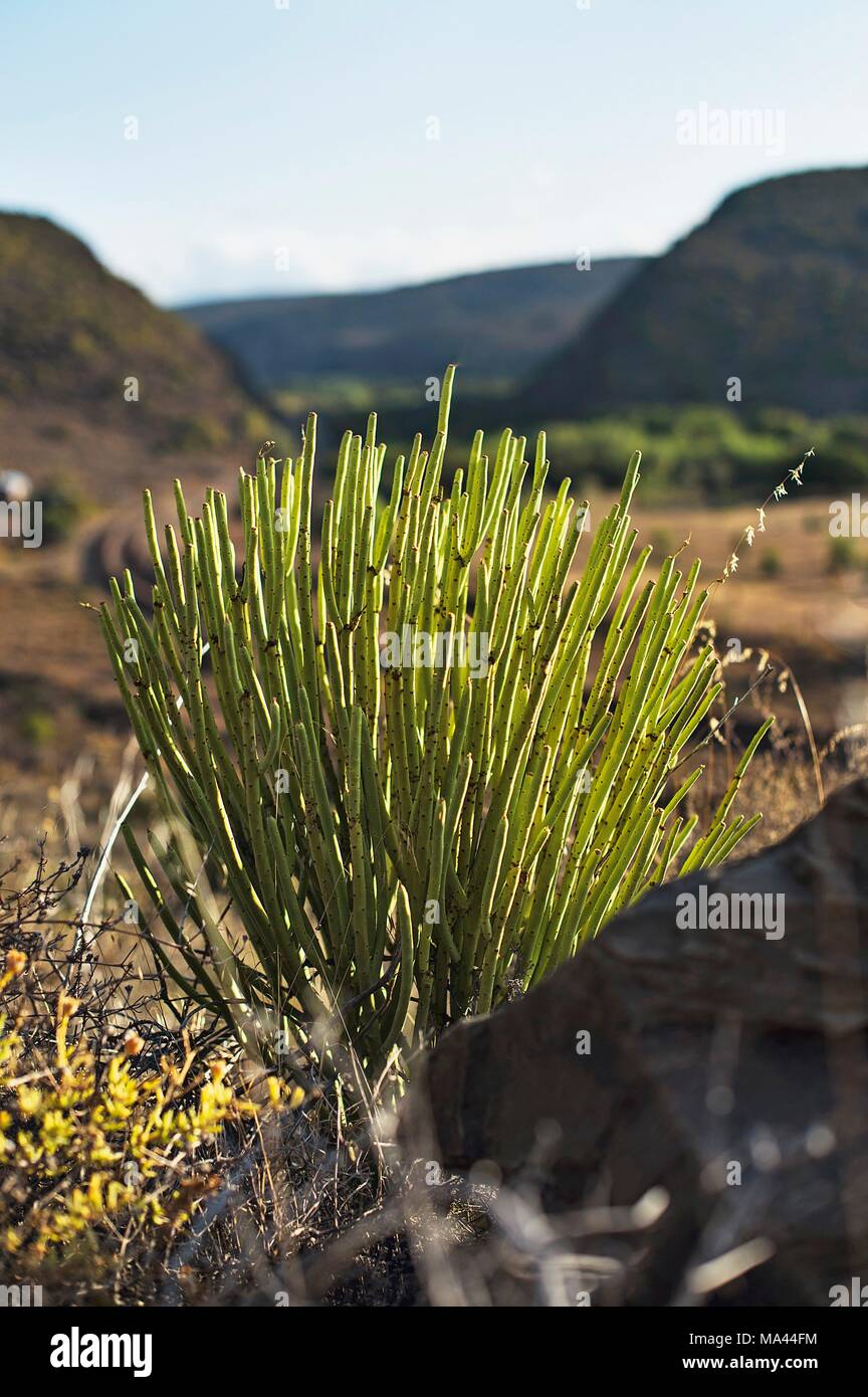 Typical karoo landscape hi-res stock photography and images - Alamy
