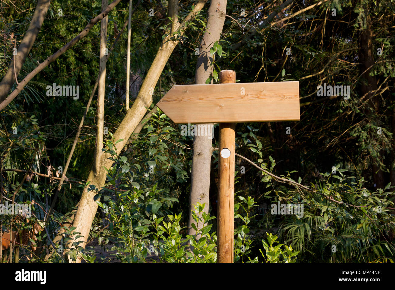 Sunlit wooden empty direction sign in a forest Stock Photo - Alamy