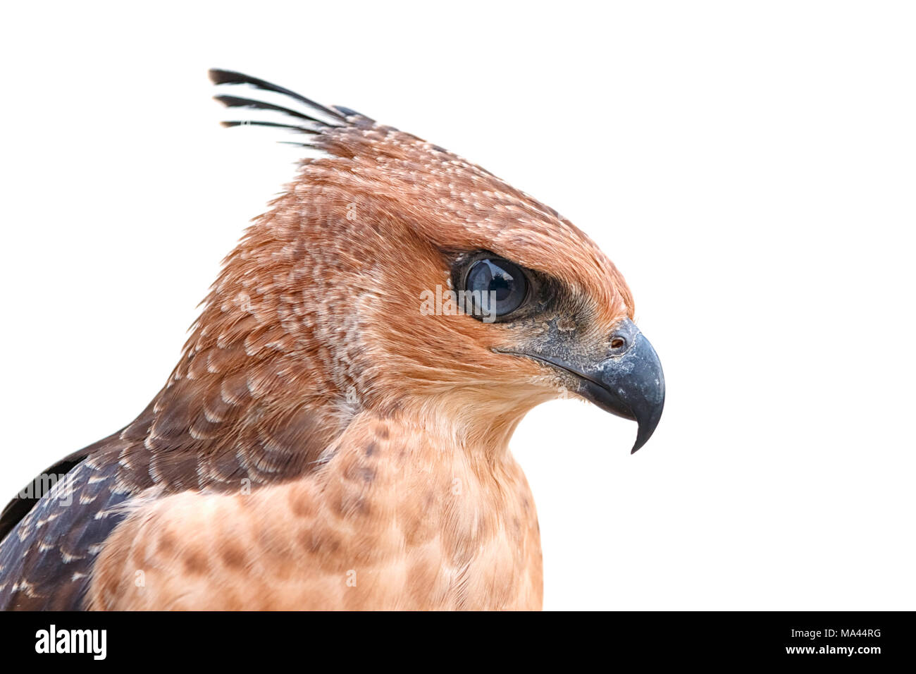 Portrait of the face of the crested Goshawk Stock Photo - Alamy