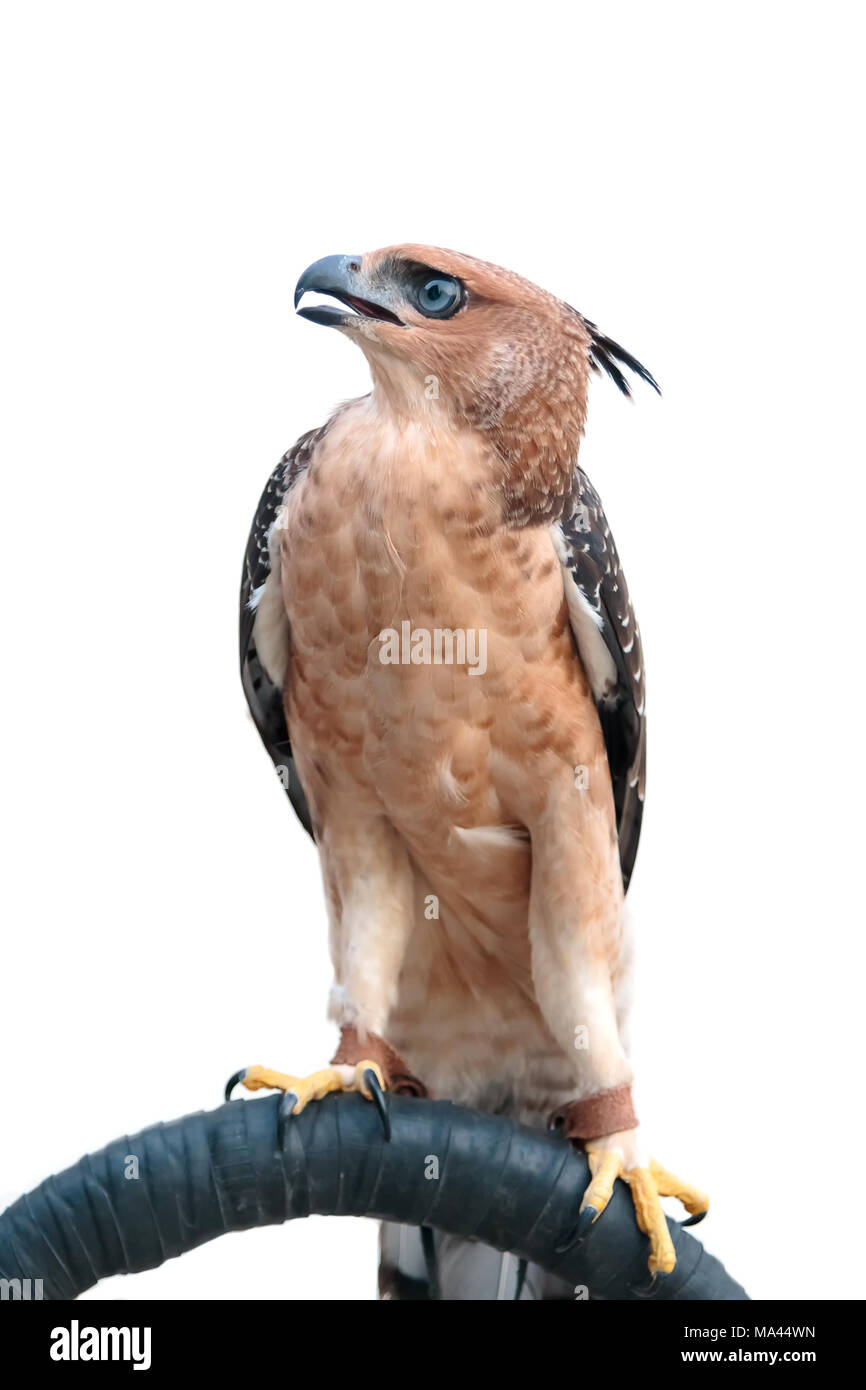Crested goshawk hi-res stock photography and images - Alamy