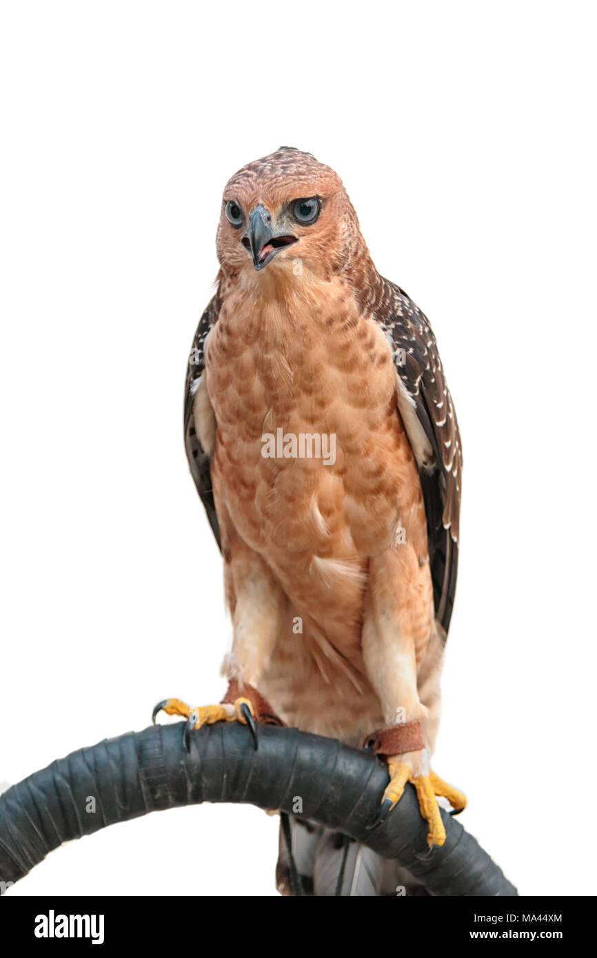 Portrait of the face of the crested Goshawk Stock Photo - Alamy