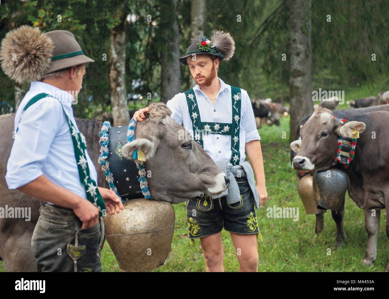 Cattle herders preparing the cows for the official march at the annual ...
