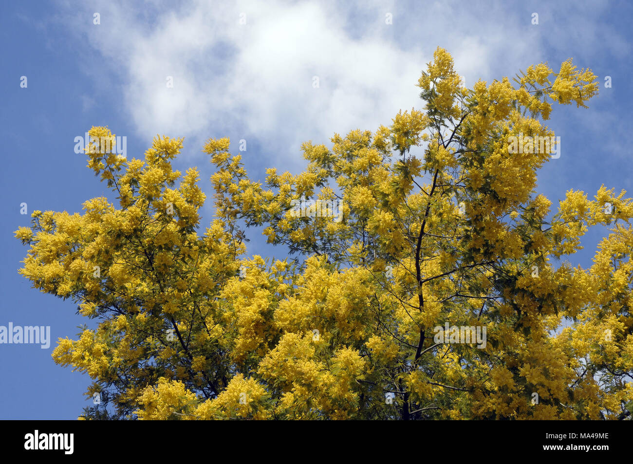 Mimosa tree in flowering detail Stock Photo - Alamy