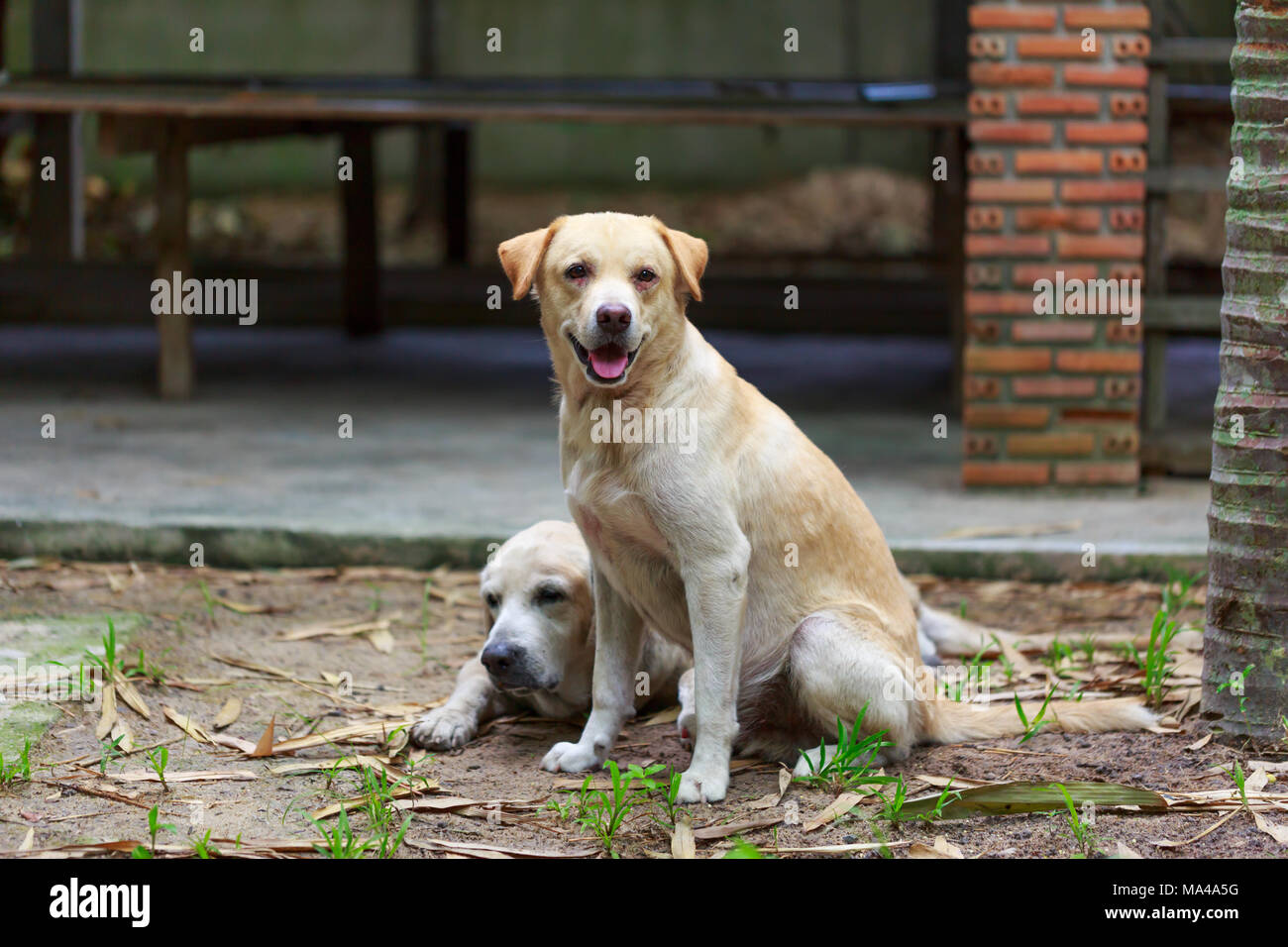 Two Yellow labrador retriever Stock Photo - Alamy
