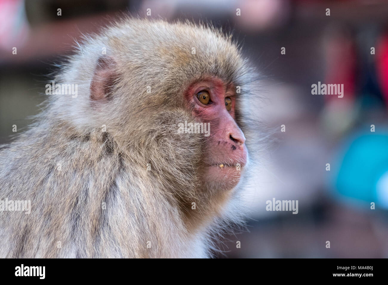 Japanese macaque monkeys known as snow monkeys live in the Jigokudani ...
