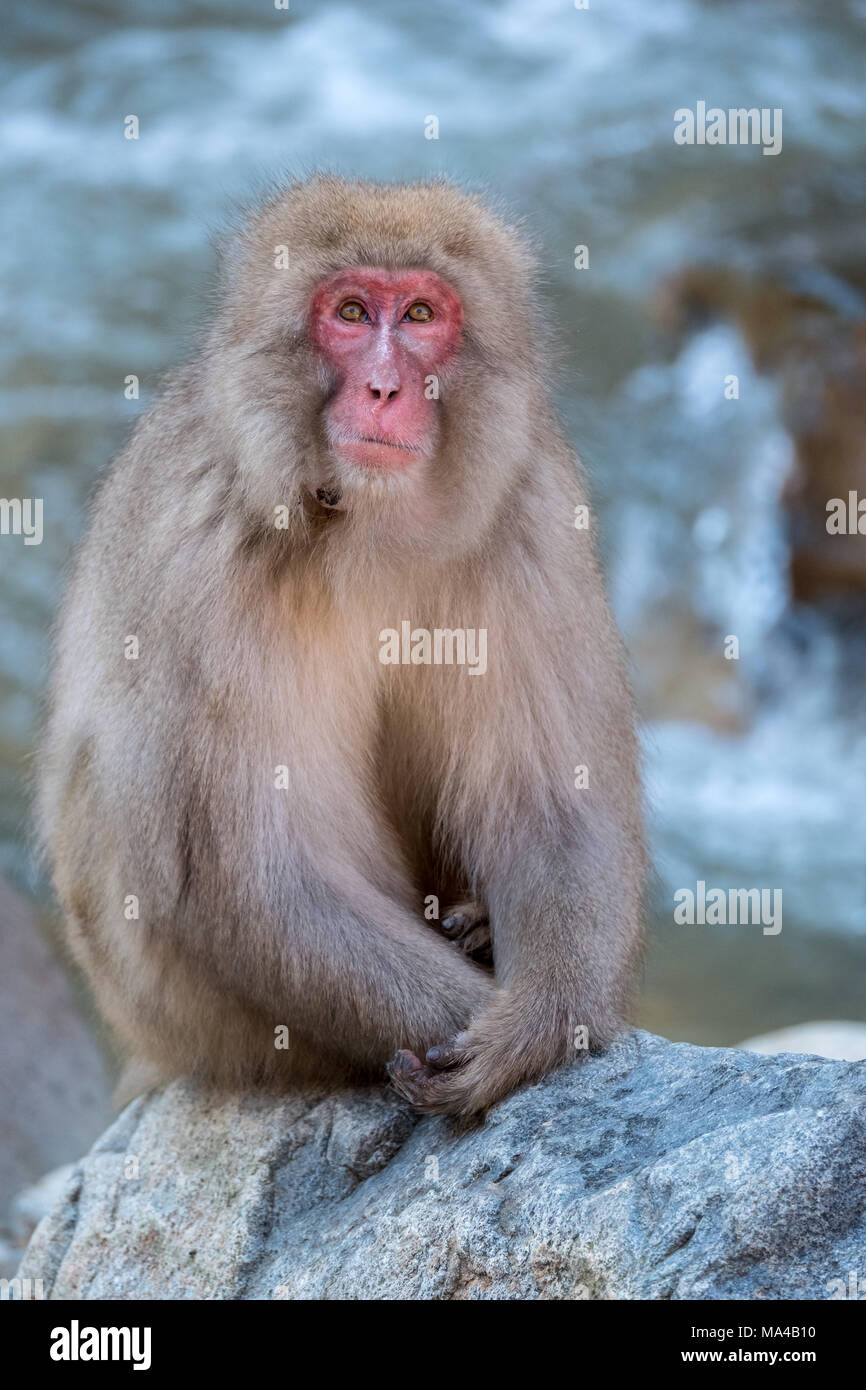 Japanese macaque monkeys known as snow monkeys live in the Jigokudani ...