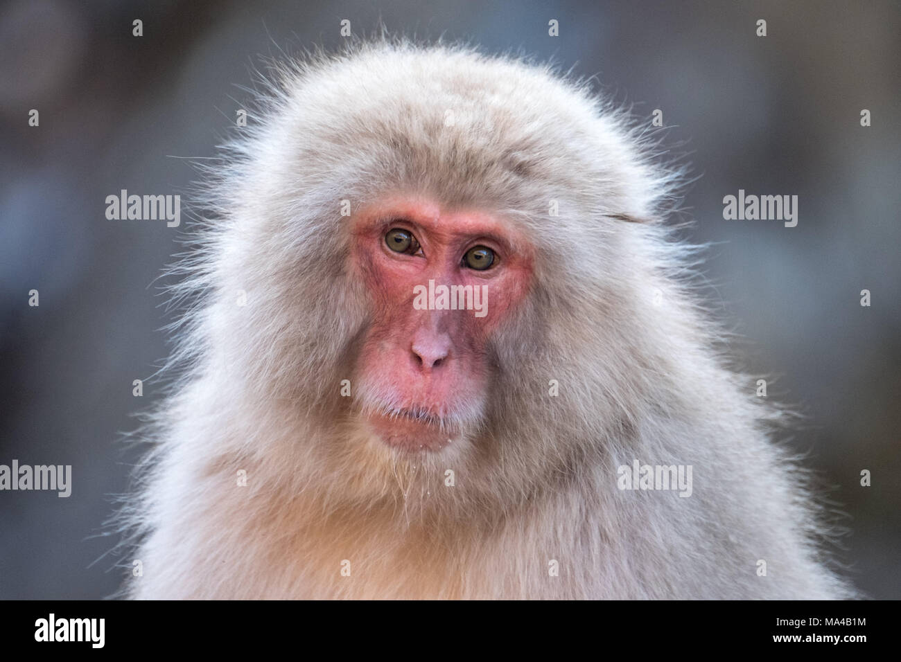 Japanese Macaque Snow Hakuba Platinum