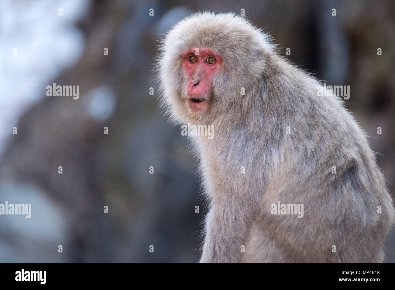 Japanese macaque monkeys known as snow monkeys live in the Jigokudani ...