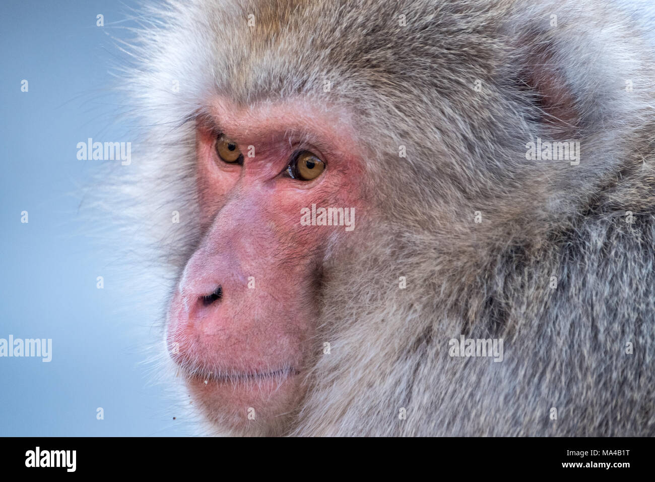 Japanese macaque monkeys known as snow monkeys live in the Jigokudani ...