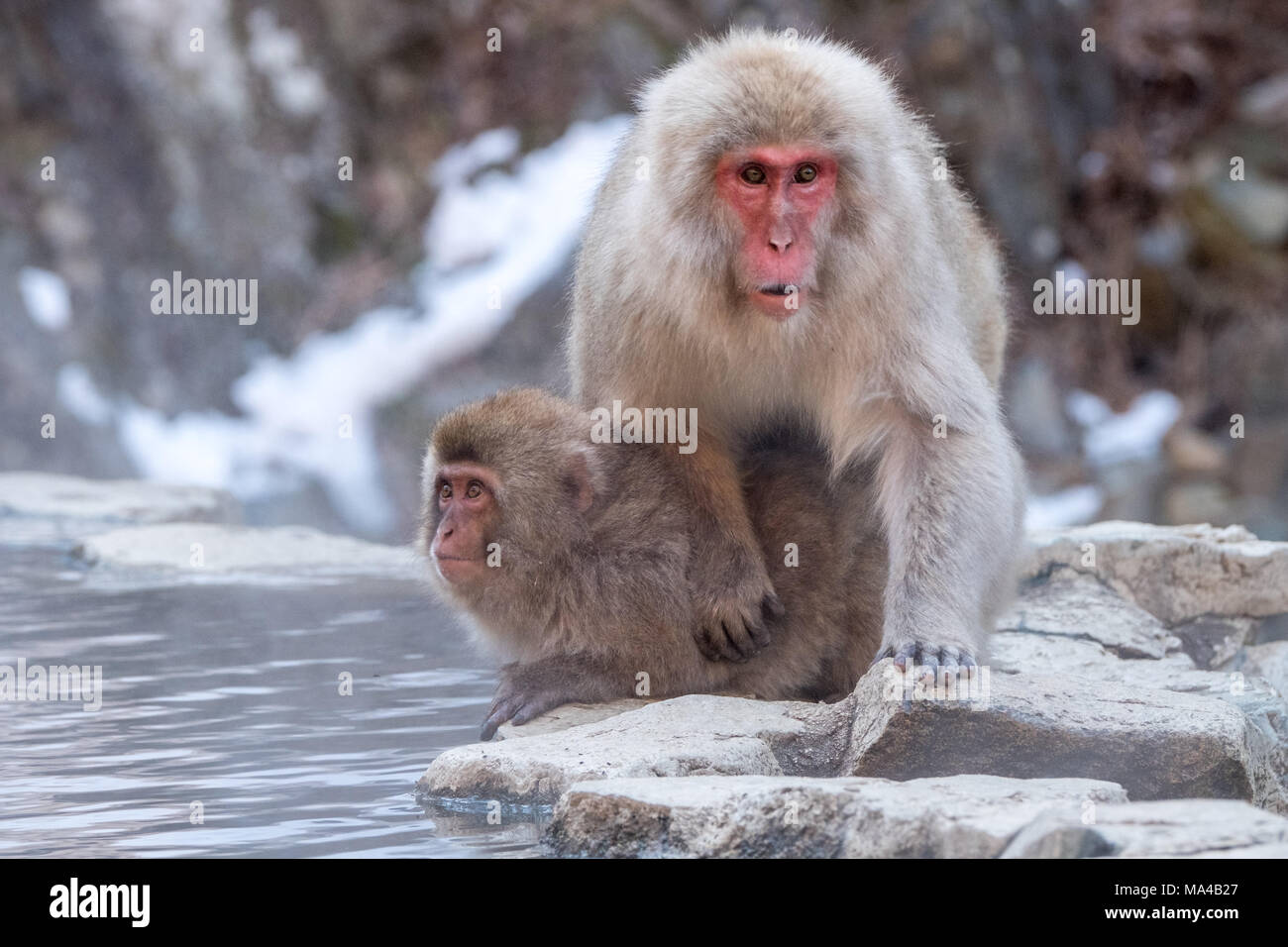 Japanese macaque monkeys known as snow monkeys live in the Jigokudani ...