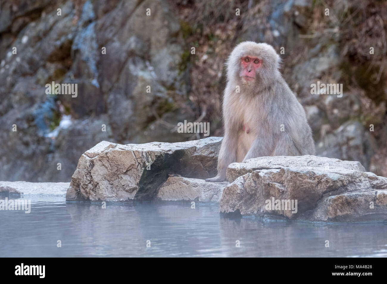 Japanese macaque monkeys known as snow monkeys live in the Jigokudani ...