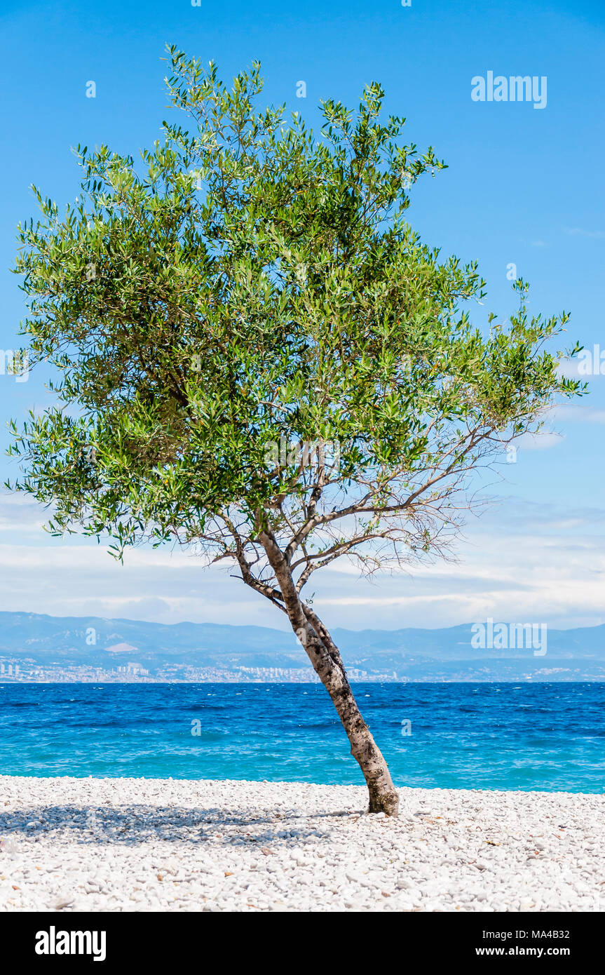 Tilted young olive tree on the pebble beach at noon Stock Photo - Alamy