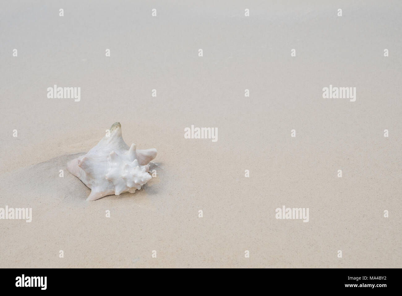 White beach shell hi-res stock photography and images - Alamy