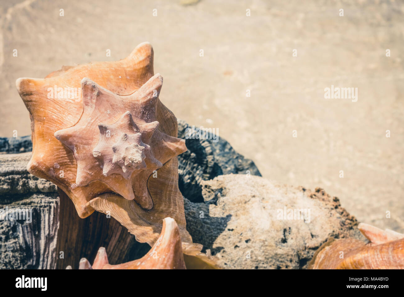 conk shells, sea snail shell collection with beach background Stock ...