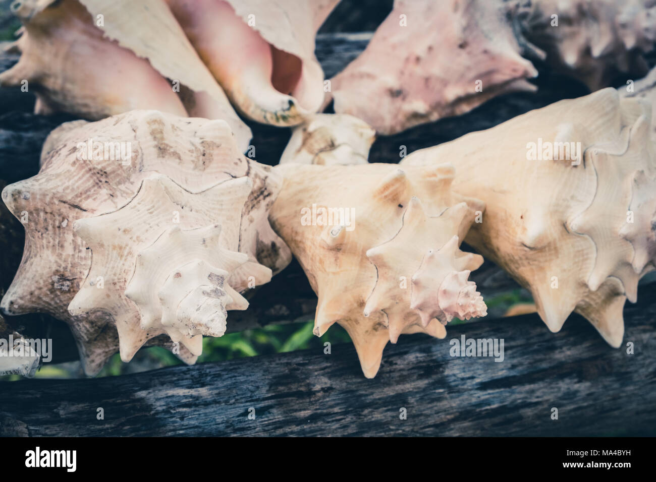 conk shells, sea snail shell collection , vacation background Stock ...