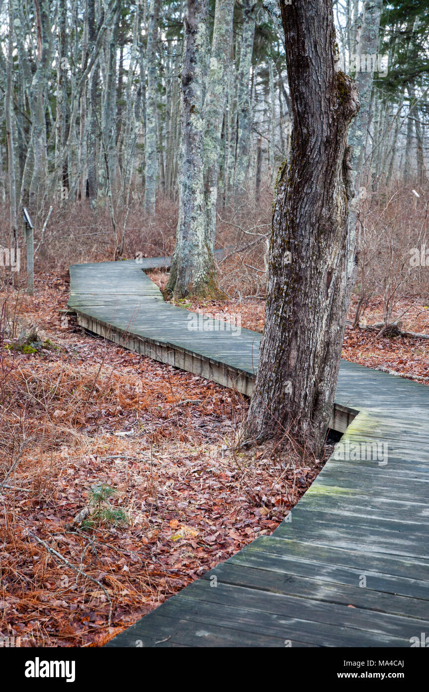 Long wooden pathway on hi-res stock photography and images - Alamy