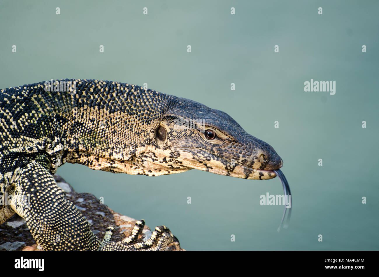 Portrait of an Asian Water Monitor Lizard, Varanus salvator Stock Photo ...