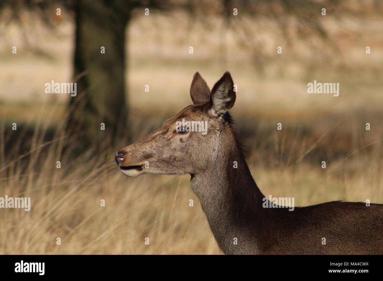Young doe hi-res stock photography and images - Alamy