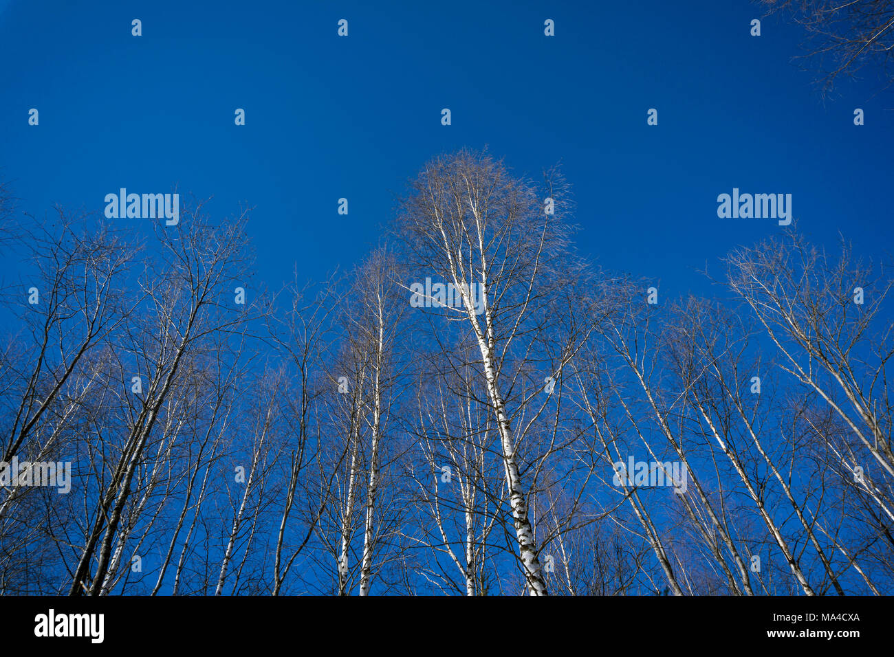 bright blue march sky against the background of ascending birches Stock ...