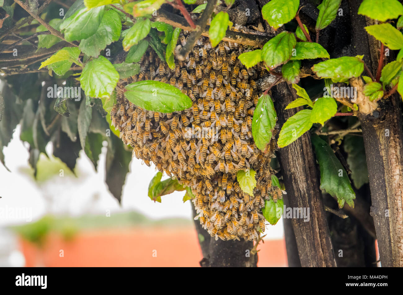 Outdoor view of bee angles guard the nest and build a honeycomb nest ...