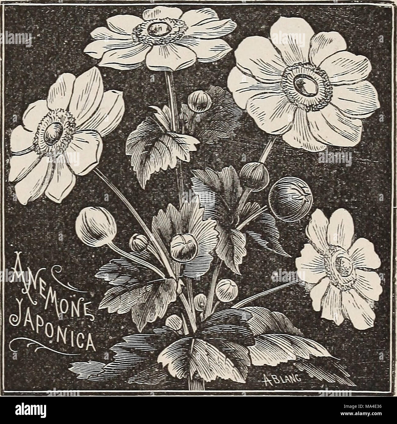 Seed_catalogue hi-res stock photography and images - Alamy