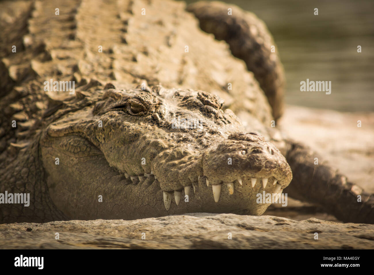 Closeup of mugger crocodile resting on a rock at ranganathittu bird ...