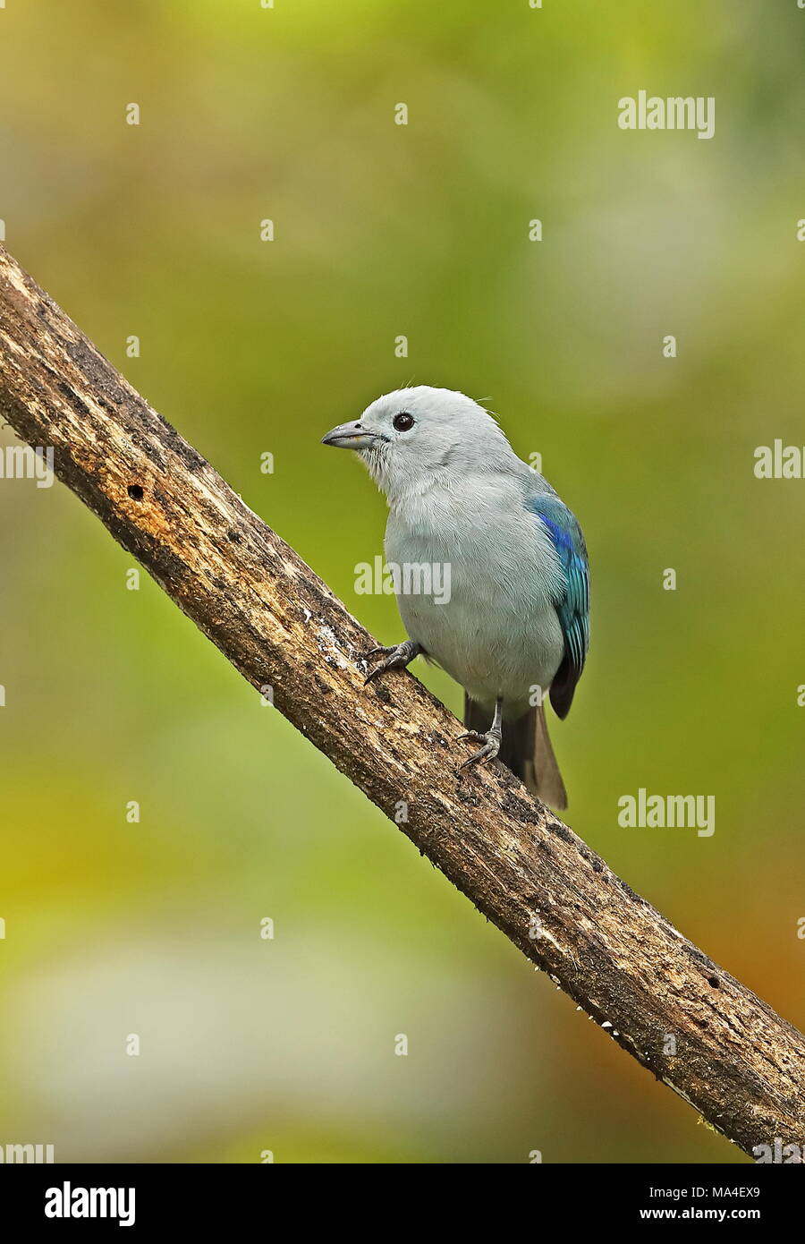 Blue grey tanager south america hi-res stock photography and images - Alamy