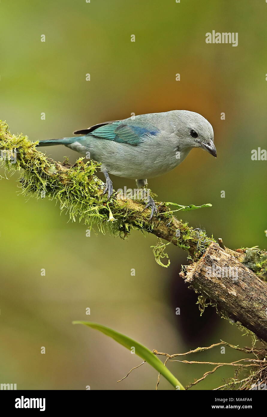 Blue grey tanager south america hi-res stock photography and images - Alamy