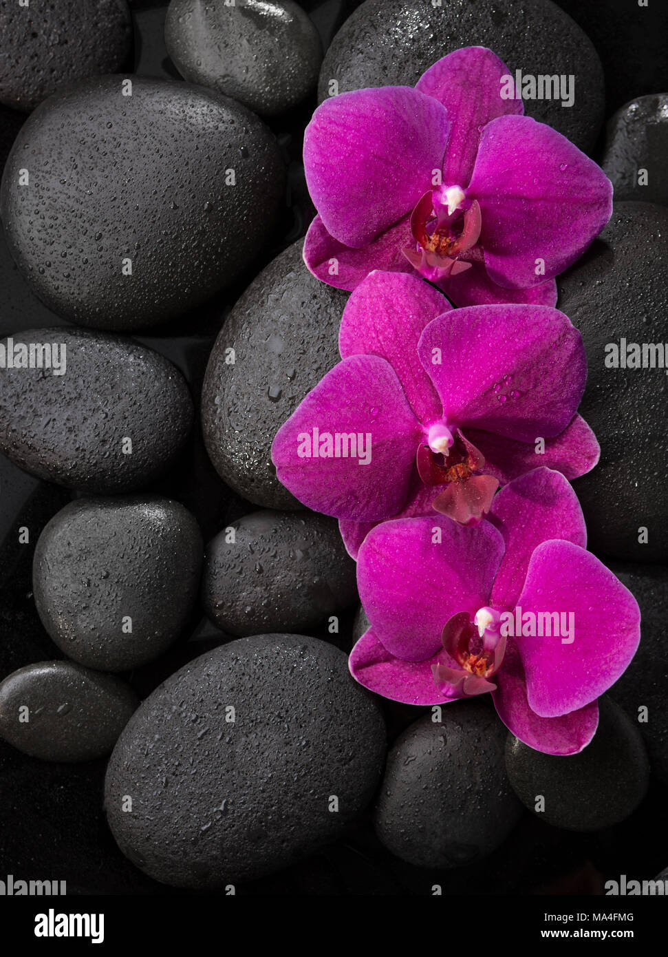 Three purple orchids lying on wet black stones.Viewed from above. Spa ...