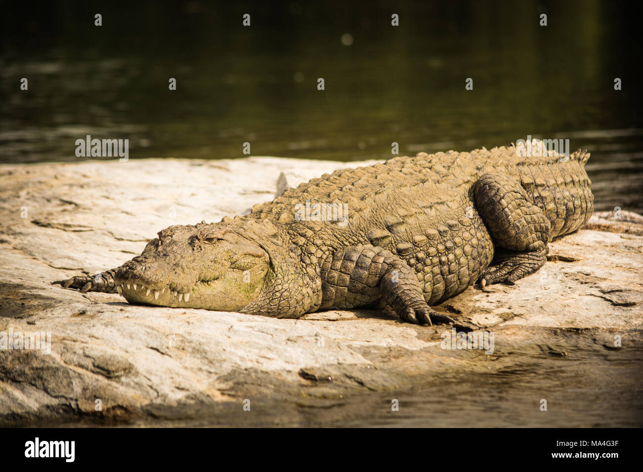 Closeup of mugger crocodile resting on a rock at ranganathittu bird ...