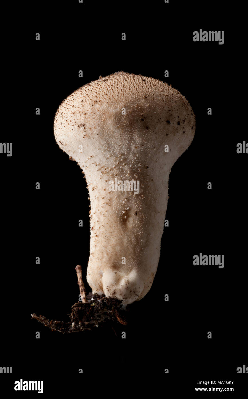 Common puffball hi-res stock photography and images - Alamy