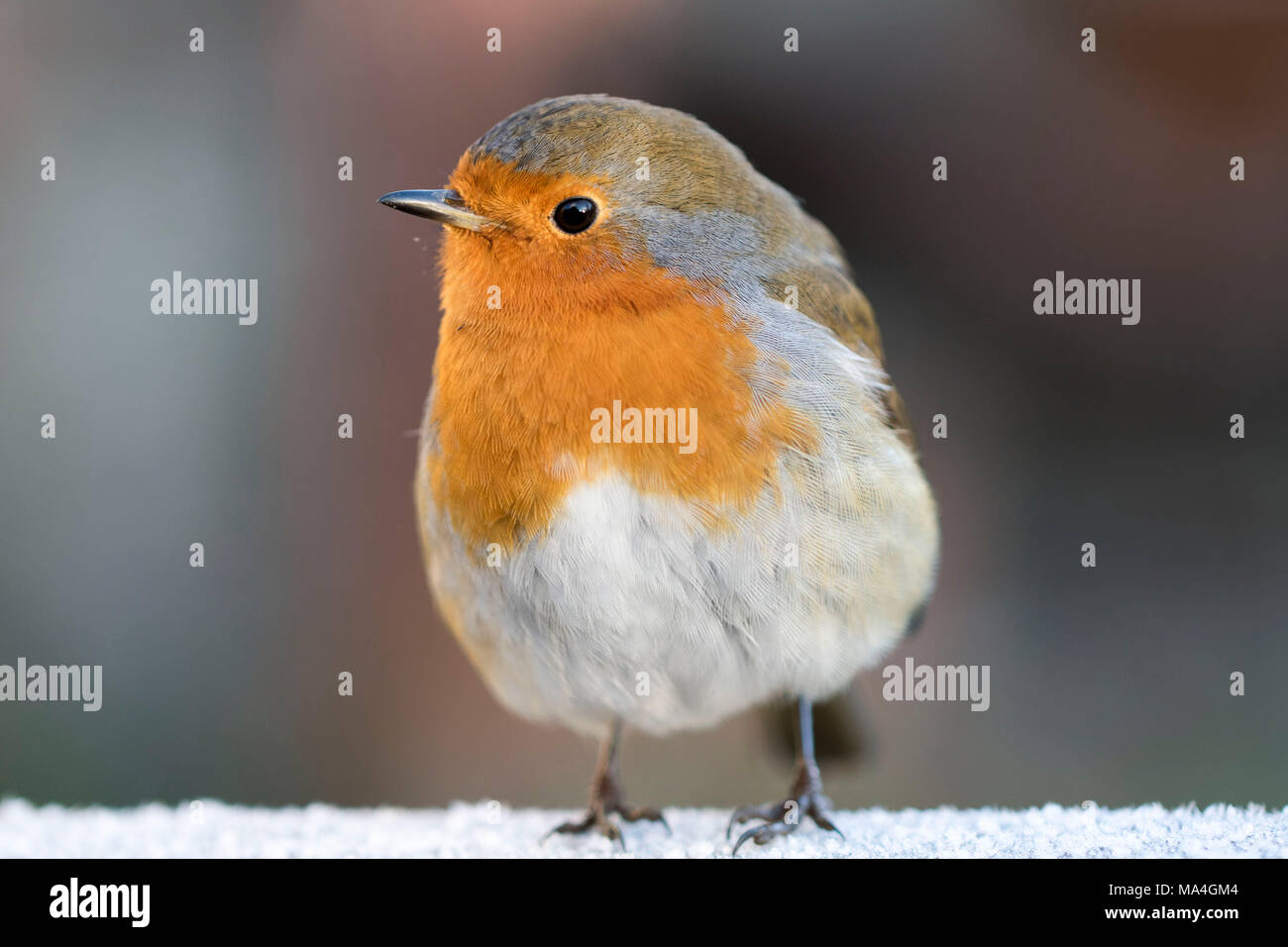 White Breasted Robin High Resolution Stock Photography and Images - Alamy