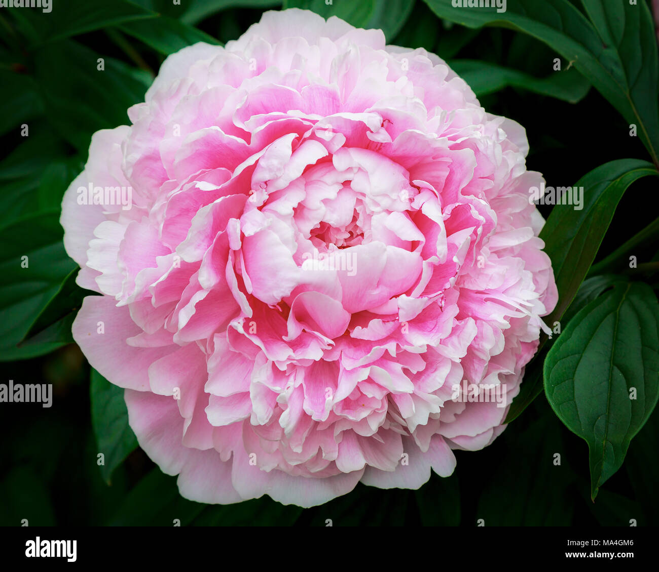 Peonies in the home garden Stock Photo - Alamy
