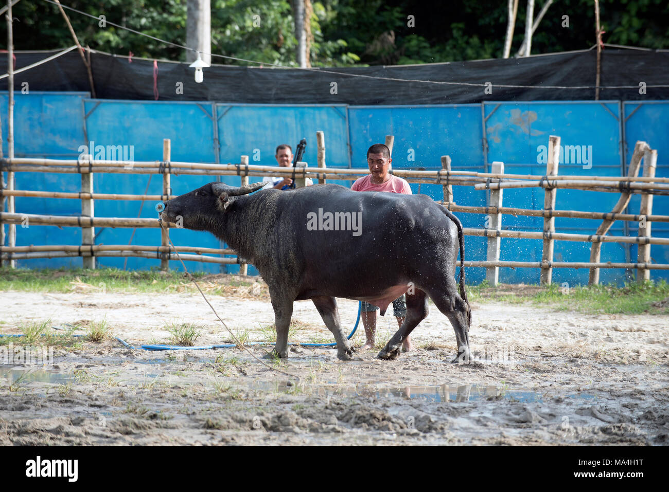 Thailand, fighting Buffalo (Bubalus bubalis), preparation before the ...