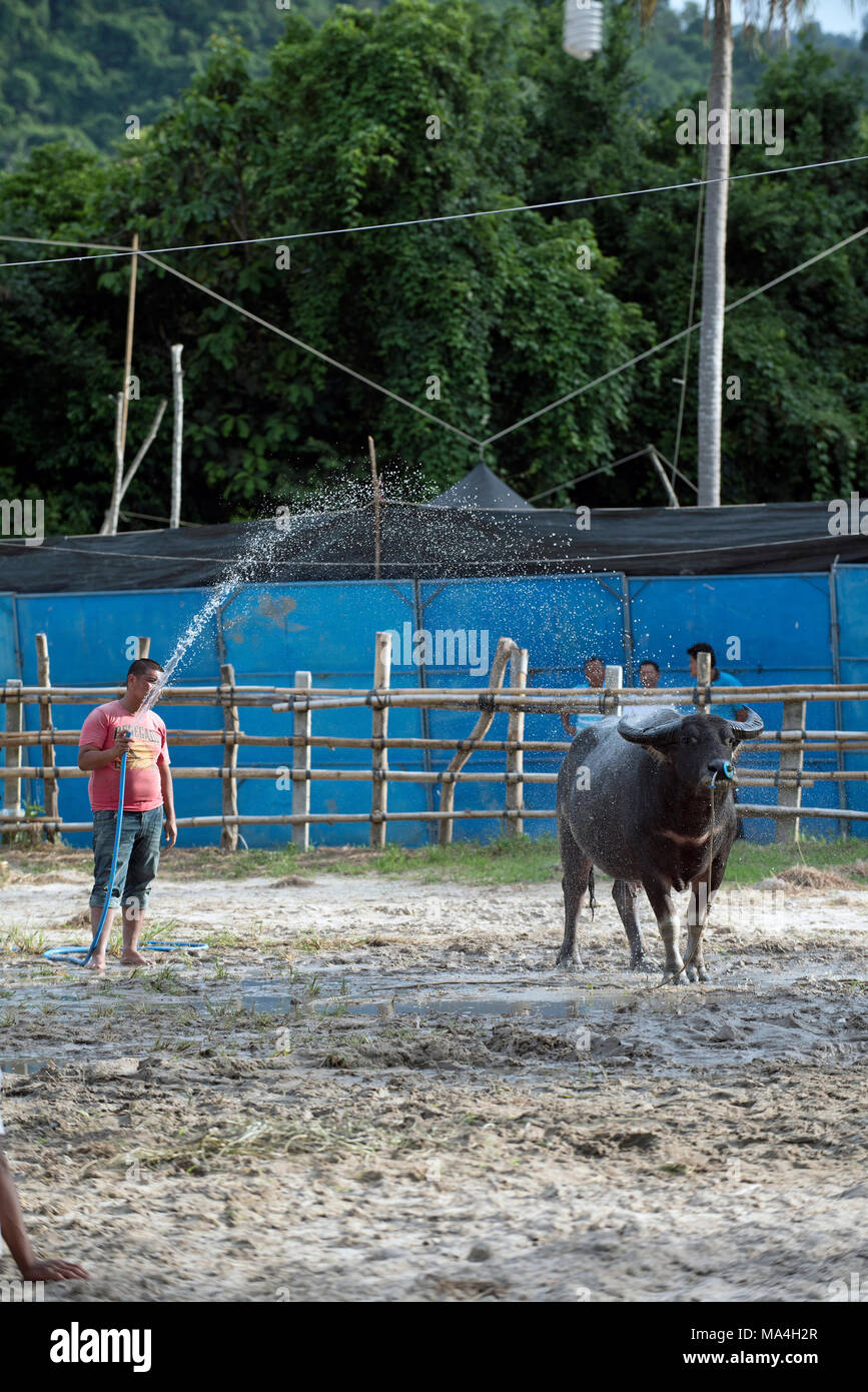 Water buffalo male vertical hi-res stock photography and images - Alamy
