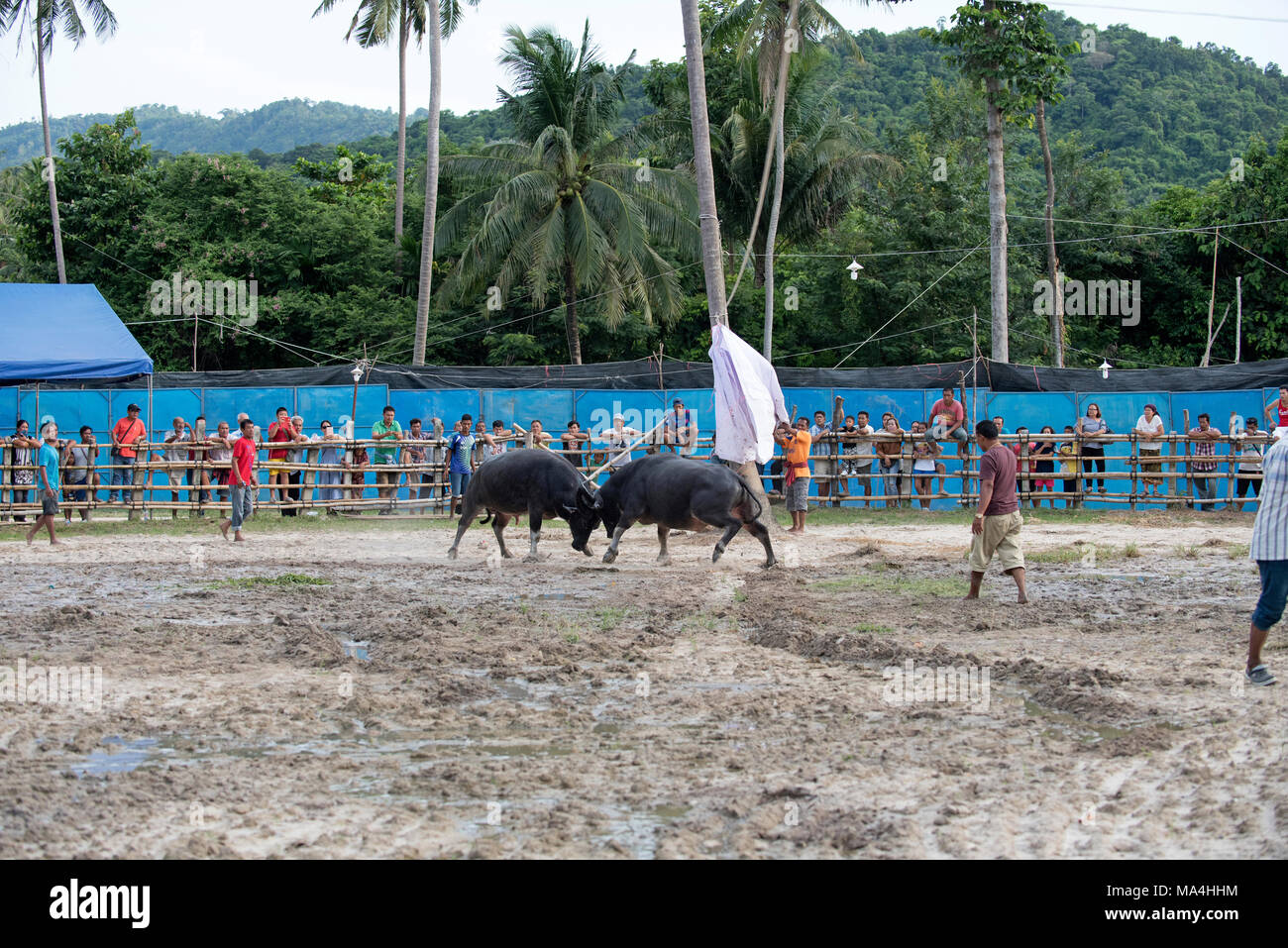 Thailand, fighting Buffalo (Bubalus bubalis), Fighting Stock Photo - Alamy