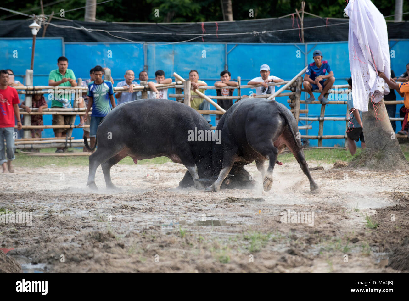Thailand, fighting Buffalo (Bubalus bubalis), Fighting Stock Photo - Alamy