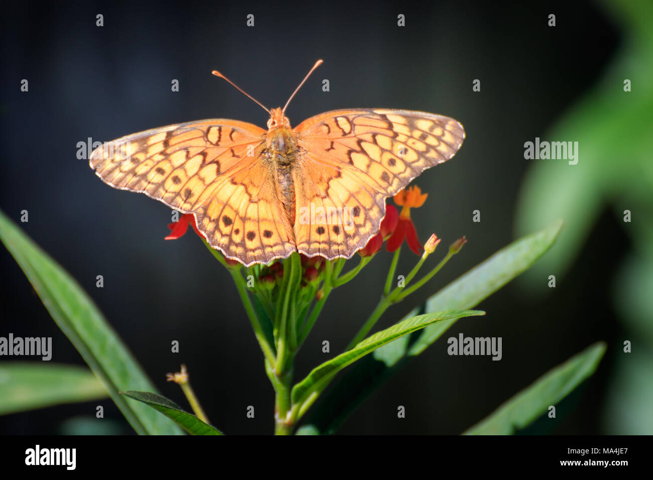 A Variegated Fritillary (Euptoieta claudia) perched on Tropical ...