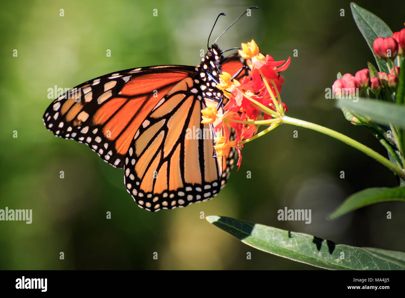 A Monarch Butterfly feeding on tropical milkweed Stock Photo - Alamy