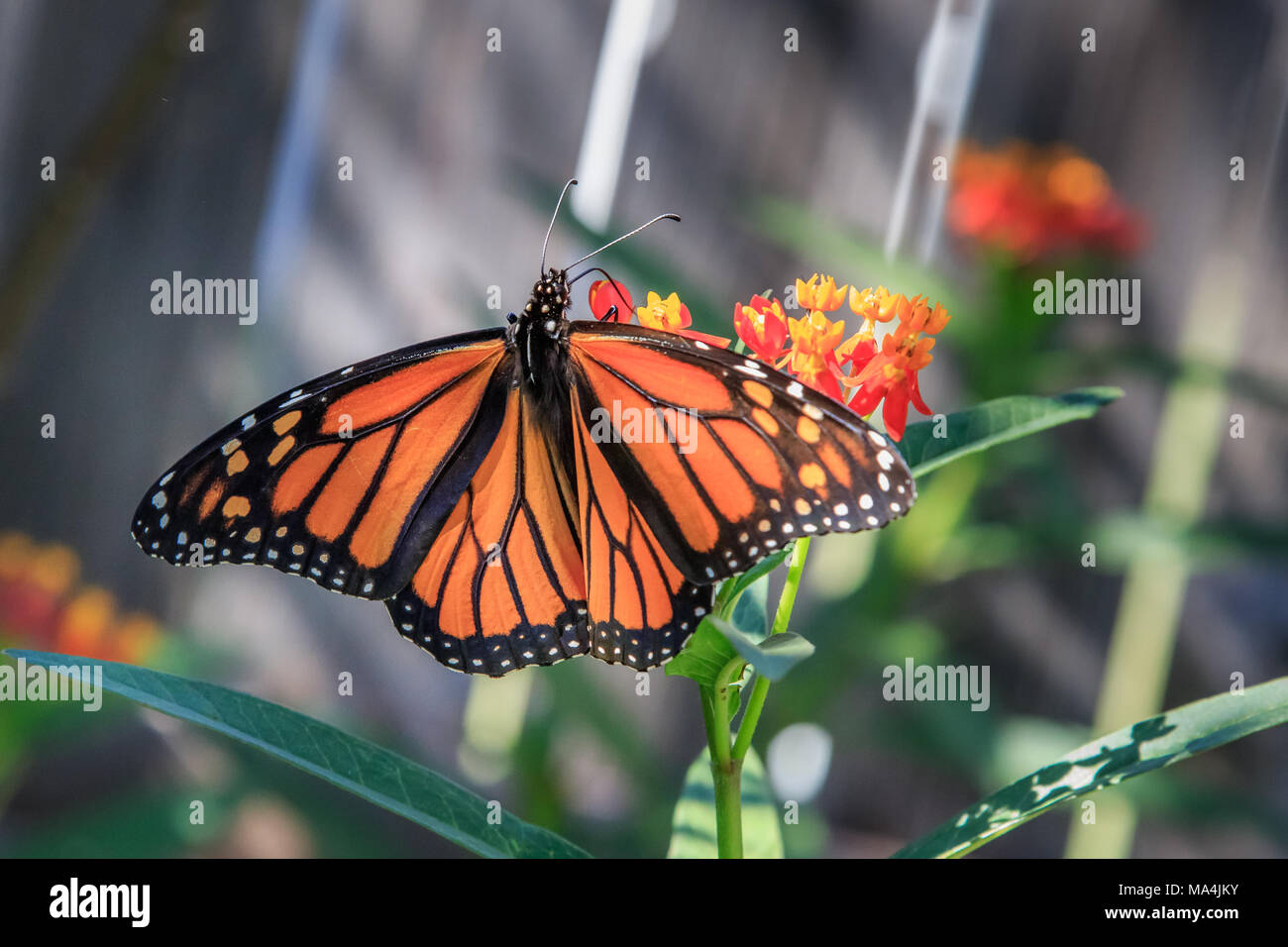 A Monarch Butterfly feeding on tropical milkweed Stock Photo - Alamy