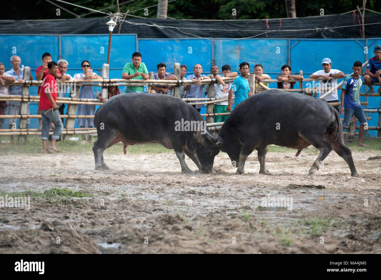 Thailand, fighting Buffalo (Bubalus bubalis), Fighting Stock Photo - Alamy