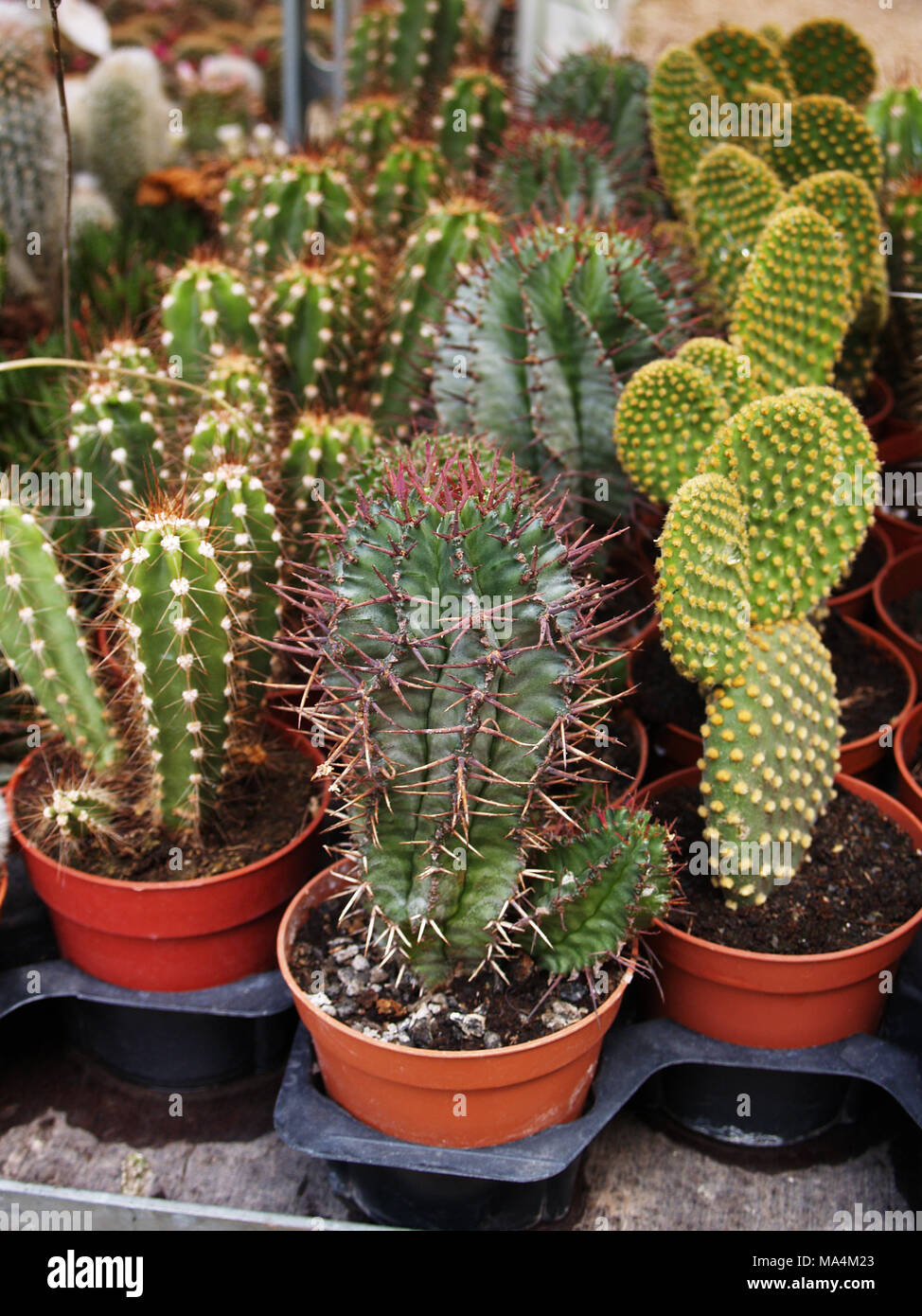 Xerophytes hi-res stock photography and images - Alamy