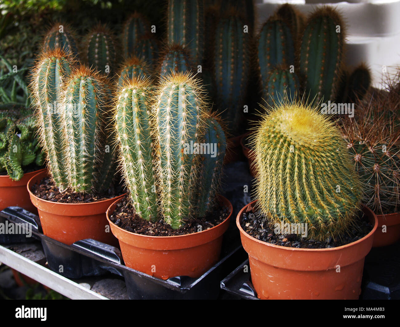 Collection of various potted cacti Stock Photo - Alamy