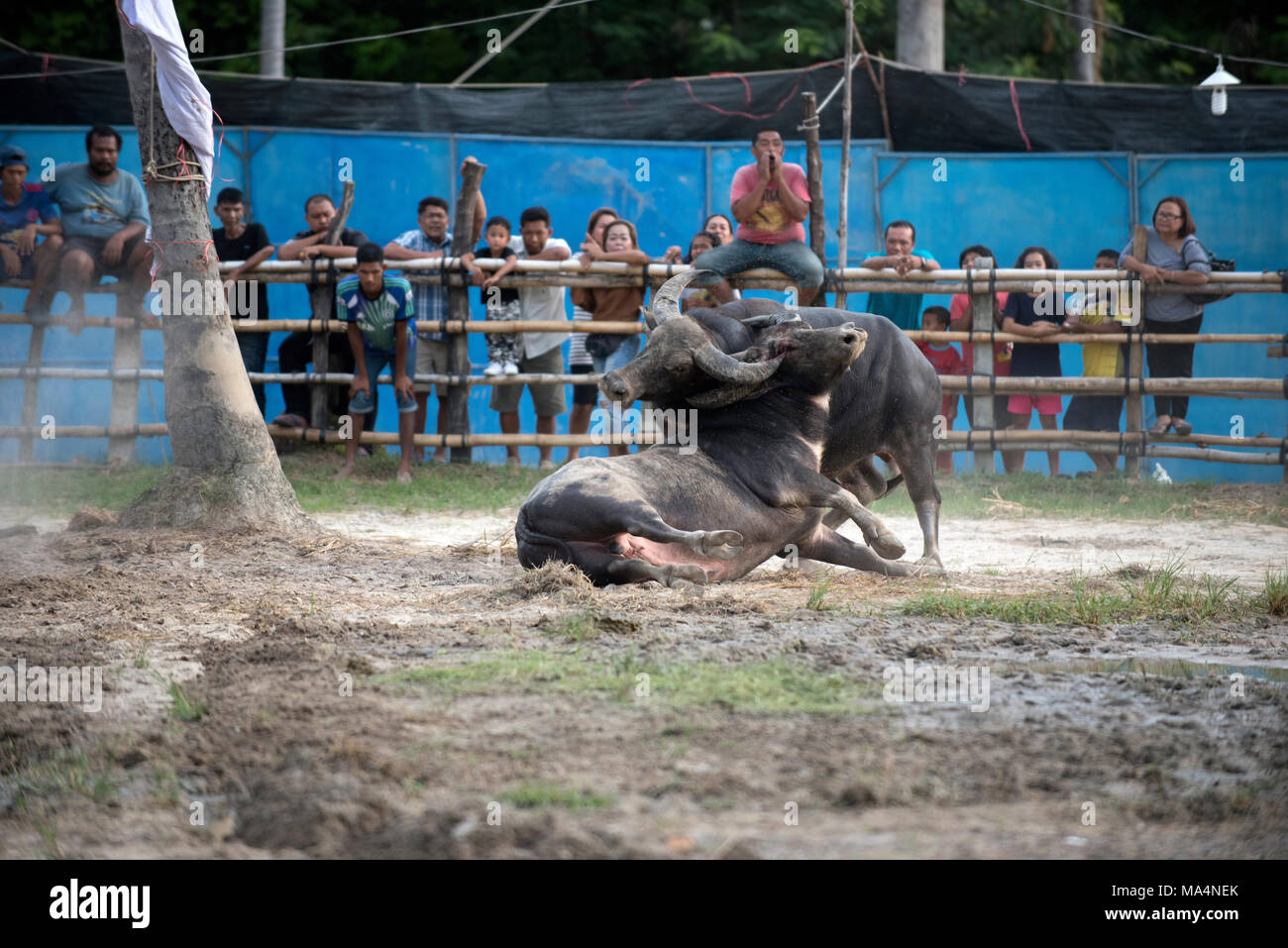 Thailand, fighting Buffalo (Bubalus bubalis), Fighting Stock Photo - Alamy