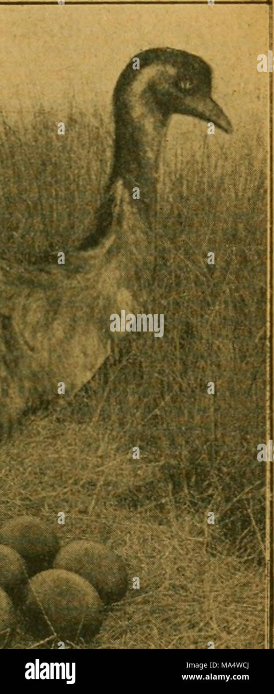 . The Emu : official organ of the Australasian Ornithologists' Union ...